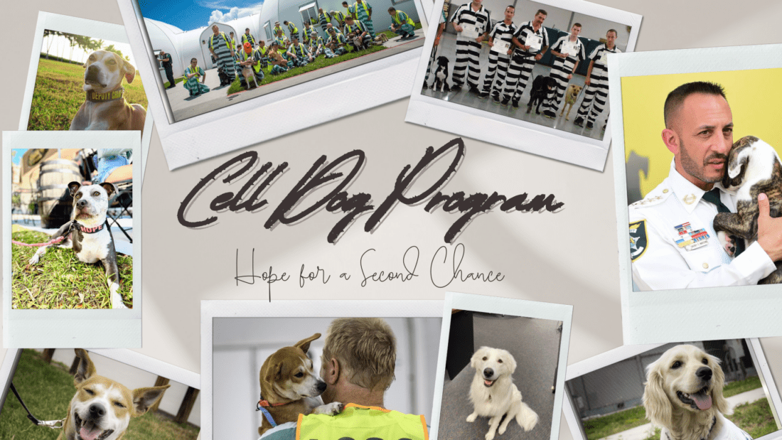 Lee County Domestic Animal Services and Lee County Sheriff’s Office ...